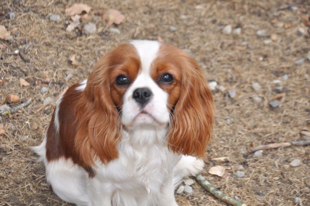 Chien Cavalier King Charles Spaniel Liberty Of lovely valley