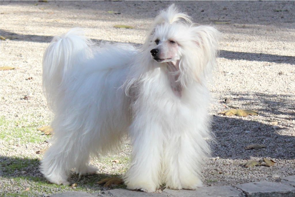 Chien Chien chinois à crête Jeronimo Little Champs