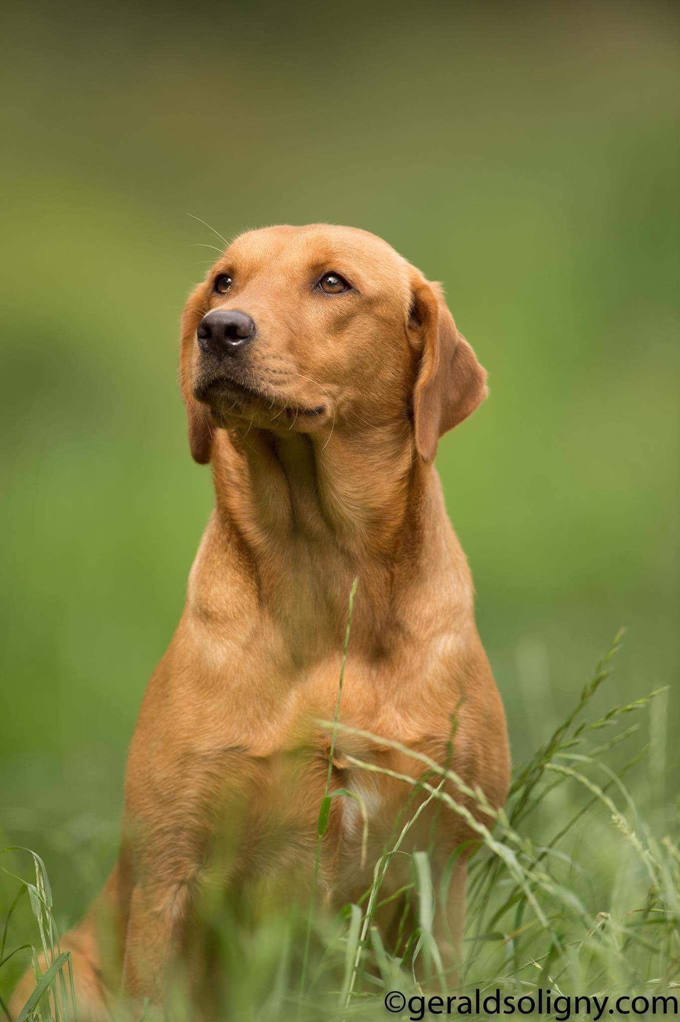 Chien Labrador Retriever Masters of Water Plume