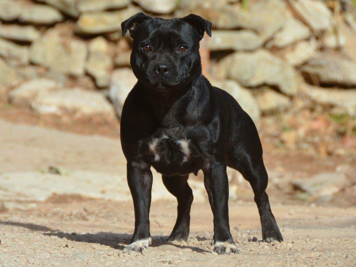 Chien Staffordshire Bull Terrier Demon Black Jamaïcan pearl