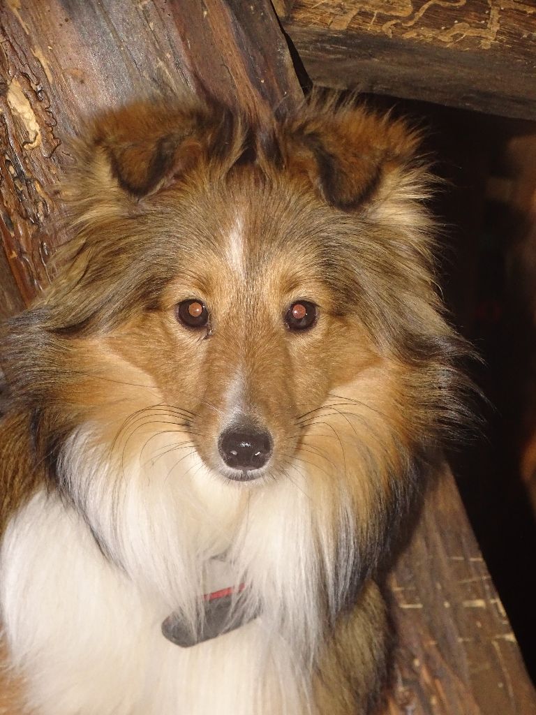 Chien Shetland Sheepdog London victoria park du Bois d'Entre les Mondes