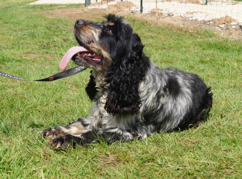 Chien Cocker Spaniel Anglais Lovy de la Gabrière