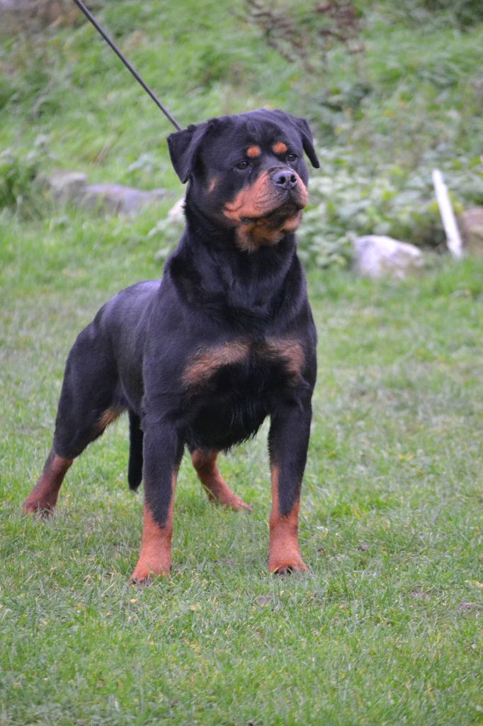 Chien Rottweiler Anja timit tor
