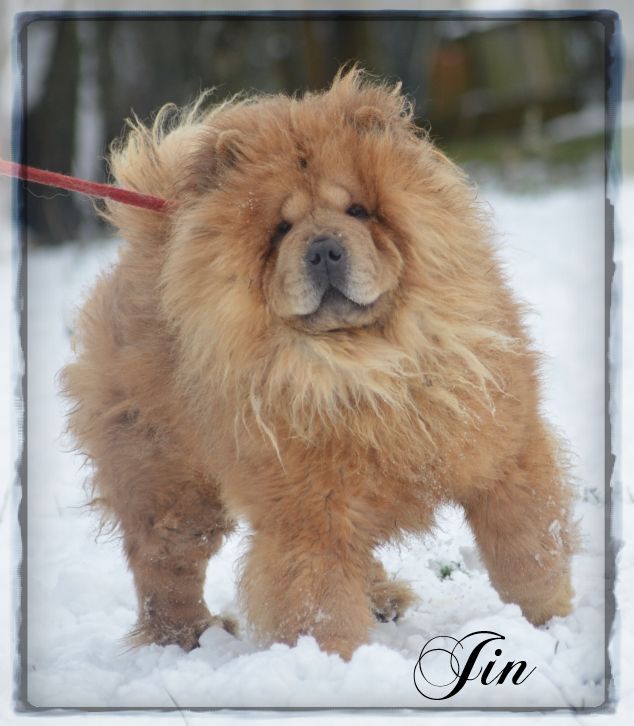 Chien Chow Chow Jin De Hoa Le Chow Tam