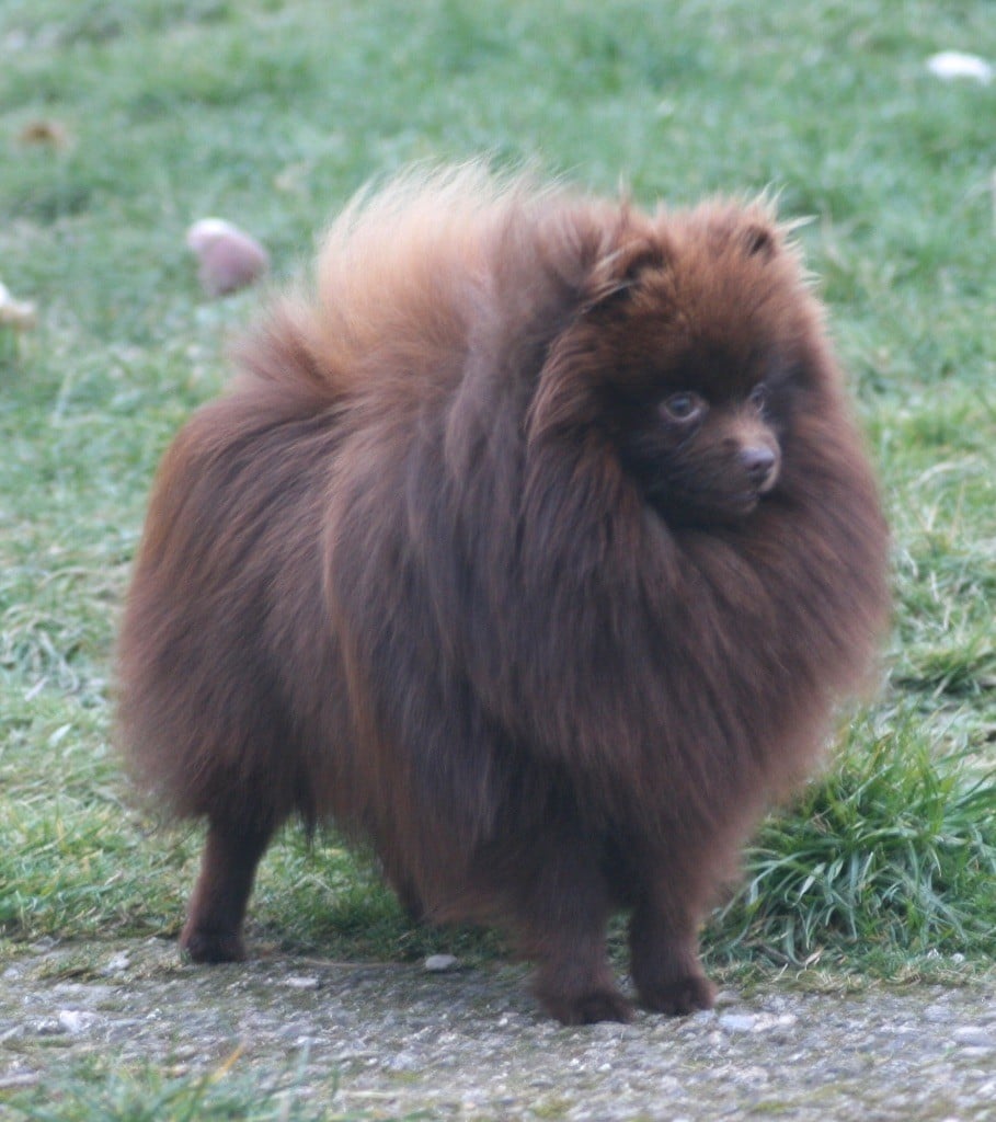 Chien Spitz allemand Never forever choco du Beauty Spitz