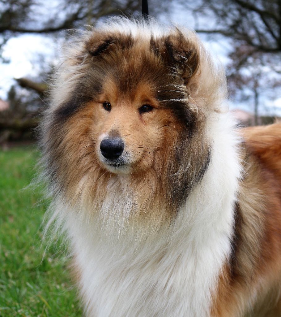 Chien Colley à poil long Lady samantha du bois des amazones