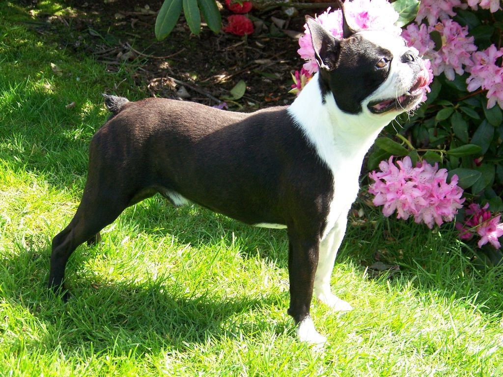 Chien Boston Terrier Little de l american gentleman