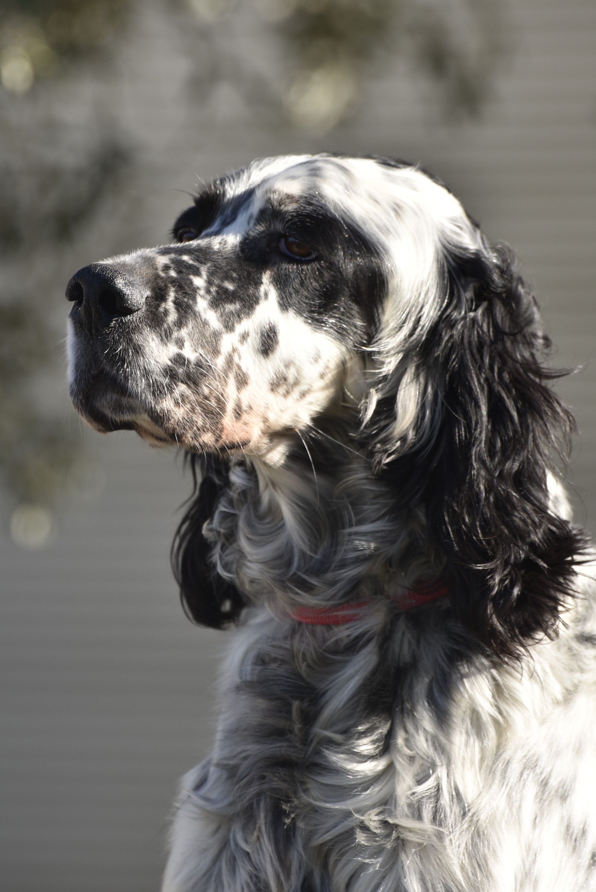Chien Setter Anglais India du fief de la Garenne