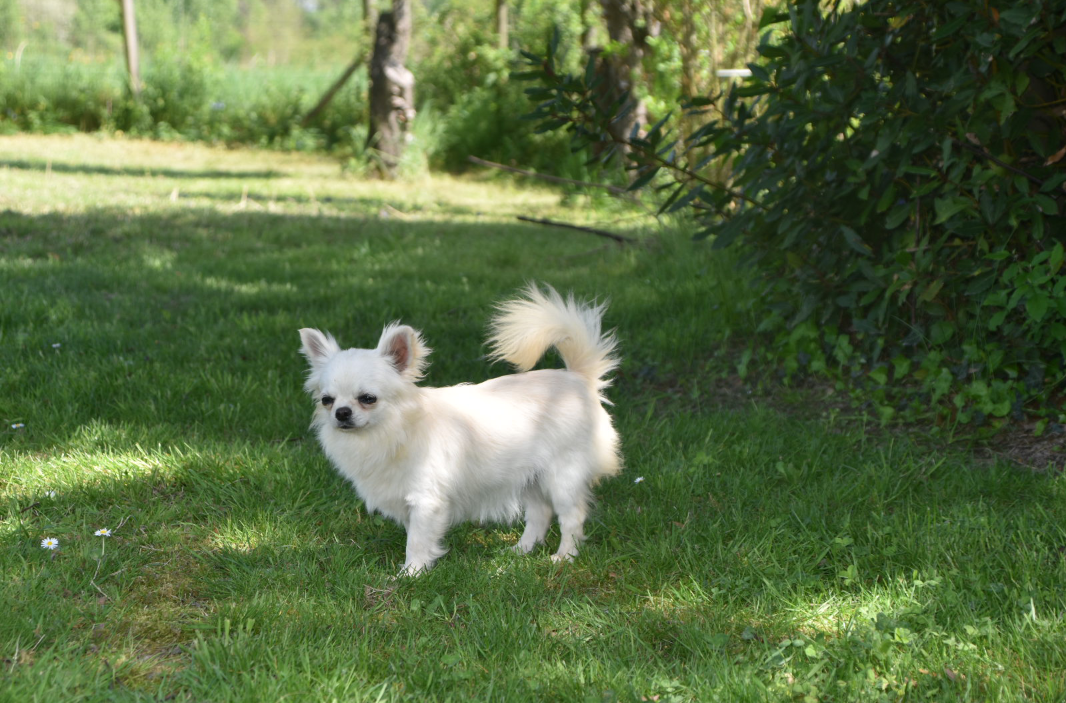 Chien Chihuahua shah arpilin Elvika