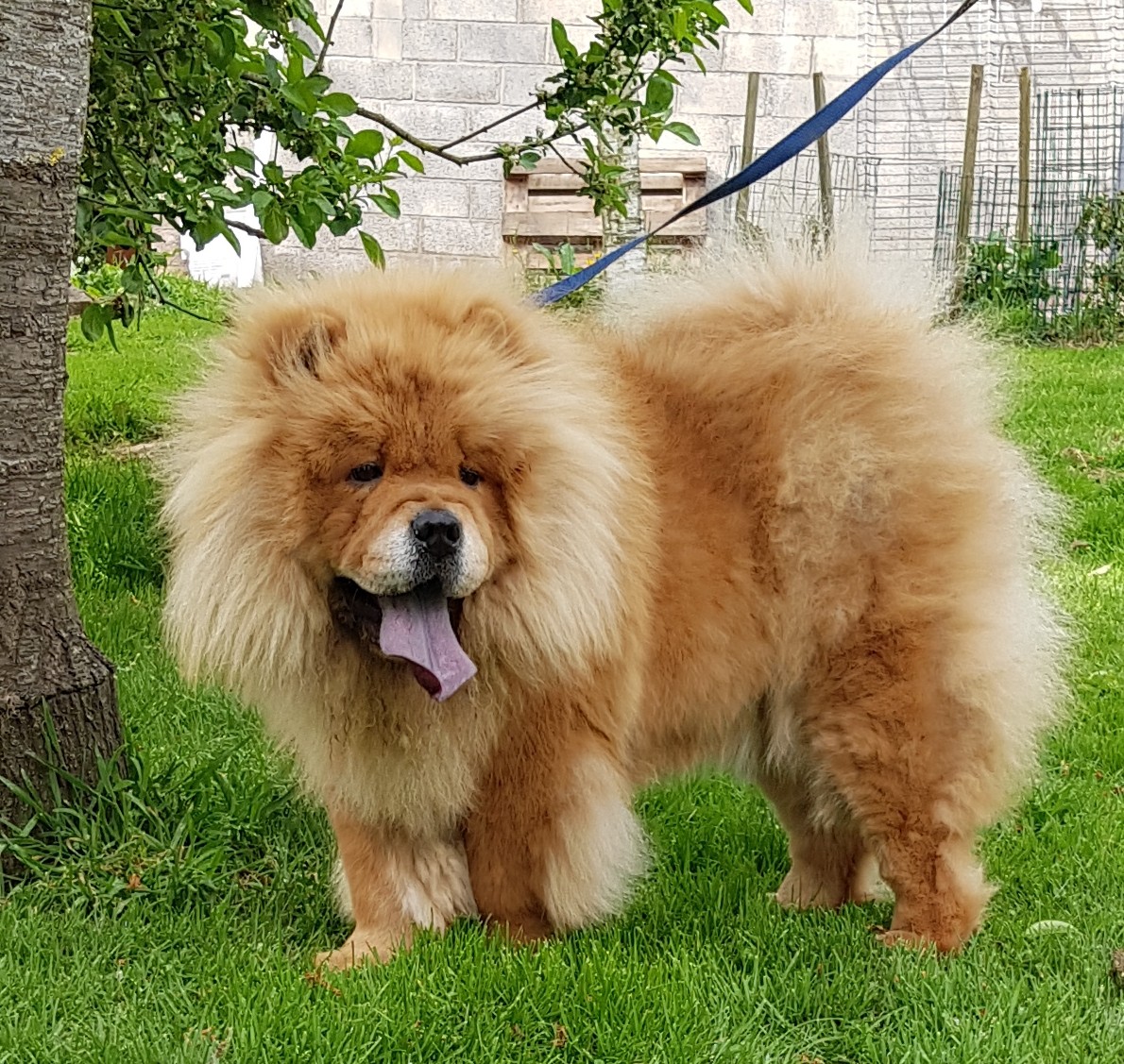 Chien Chow Chow Mystic Le domaine de fabadel
