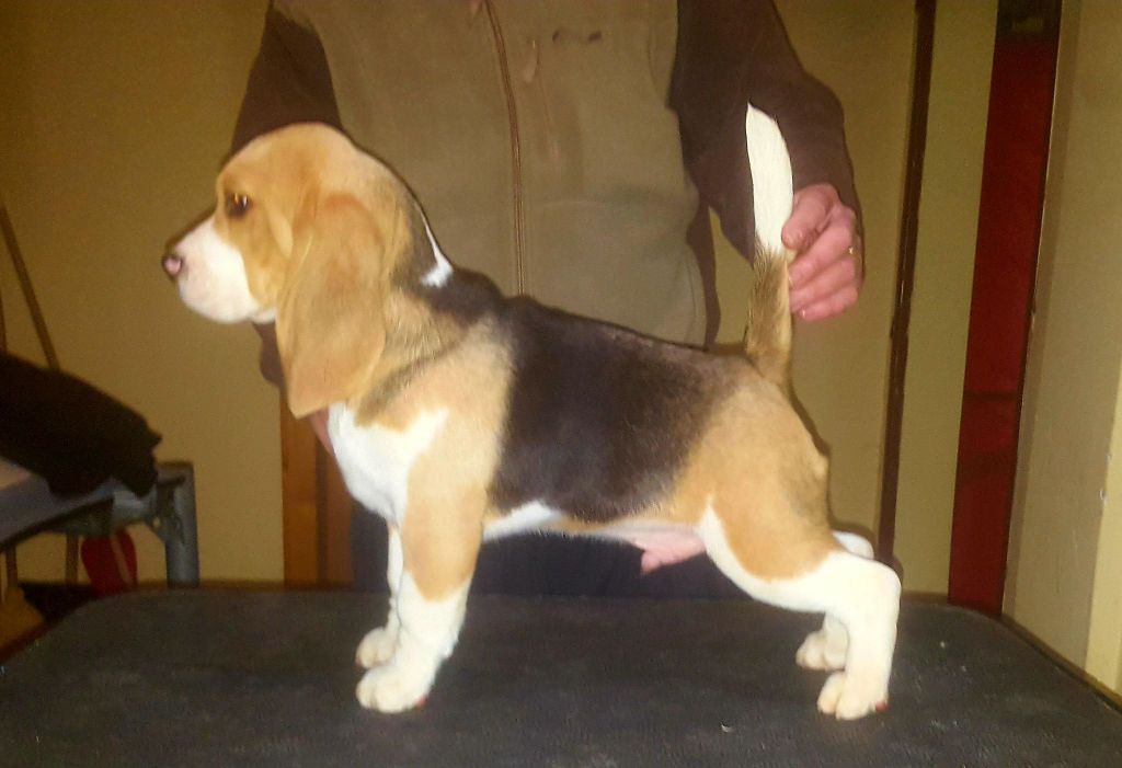 Chien Beagle bory wood Quick