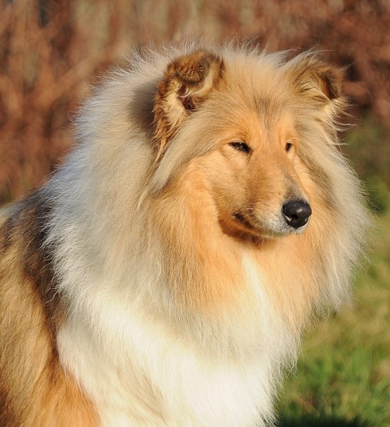 Chien Colley à poil long Little miss sunshine des marecages du Prince