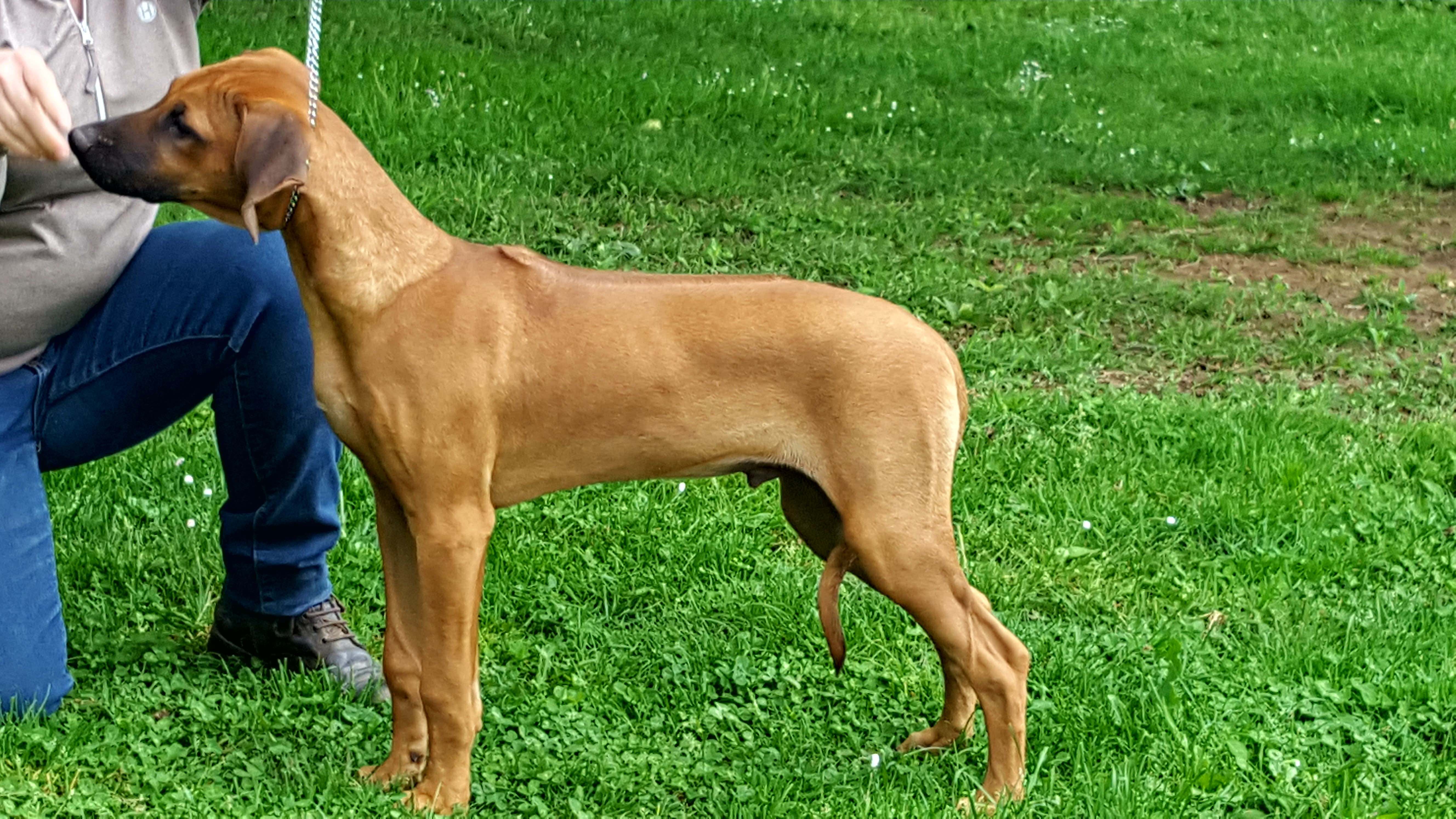 Chien Rhodesian Ridgeback Only the one Du Clos Bhakti