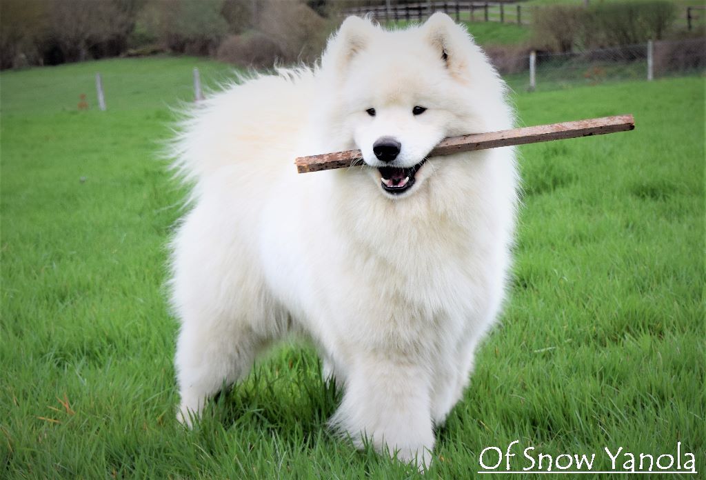 Chien - Elevage familial chiens samoyedes of Snow Yanola - eleveur de ...