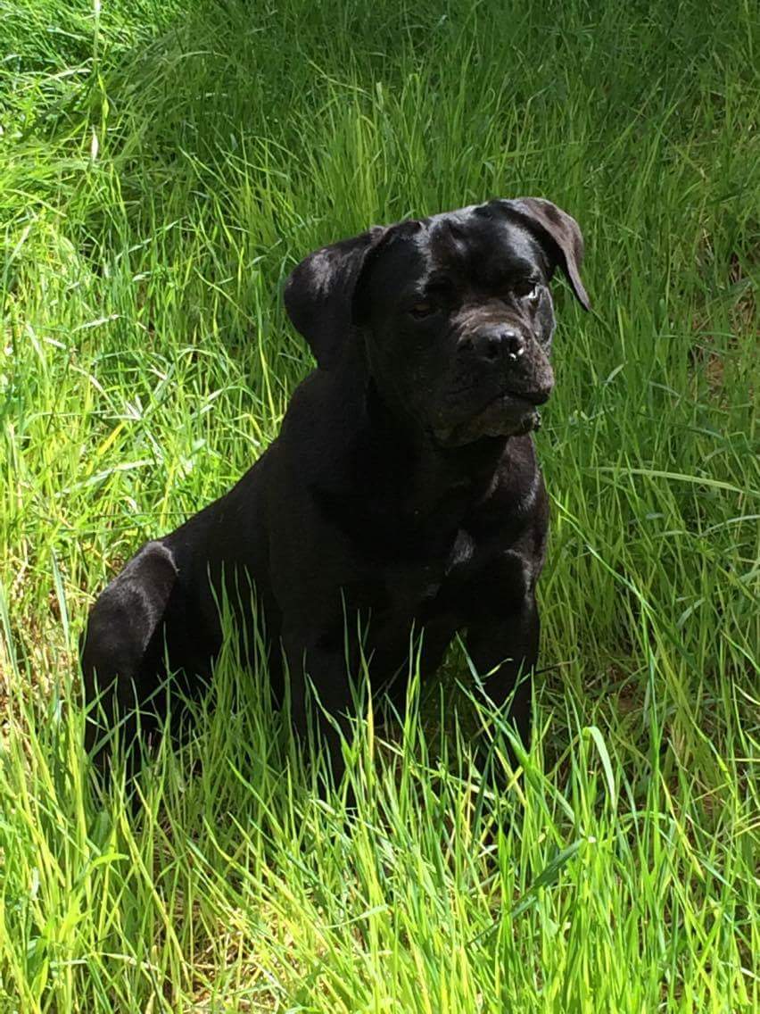 Chien Cane Corso Arvernmolosse Fiby