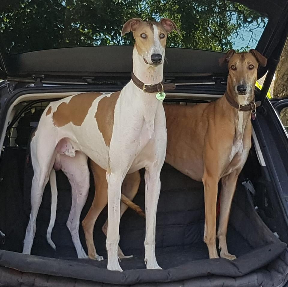 Chien Greyhound Muguet sauvage Des dames du lac