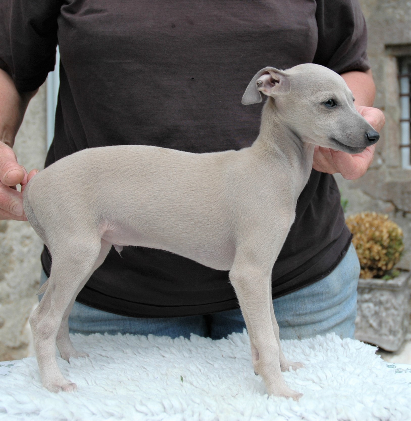 Chien Petit Levrier Italien O'tadj De La Ribière Des Brumes