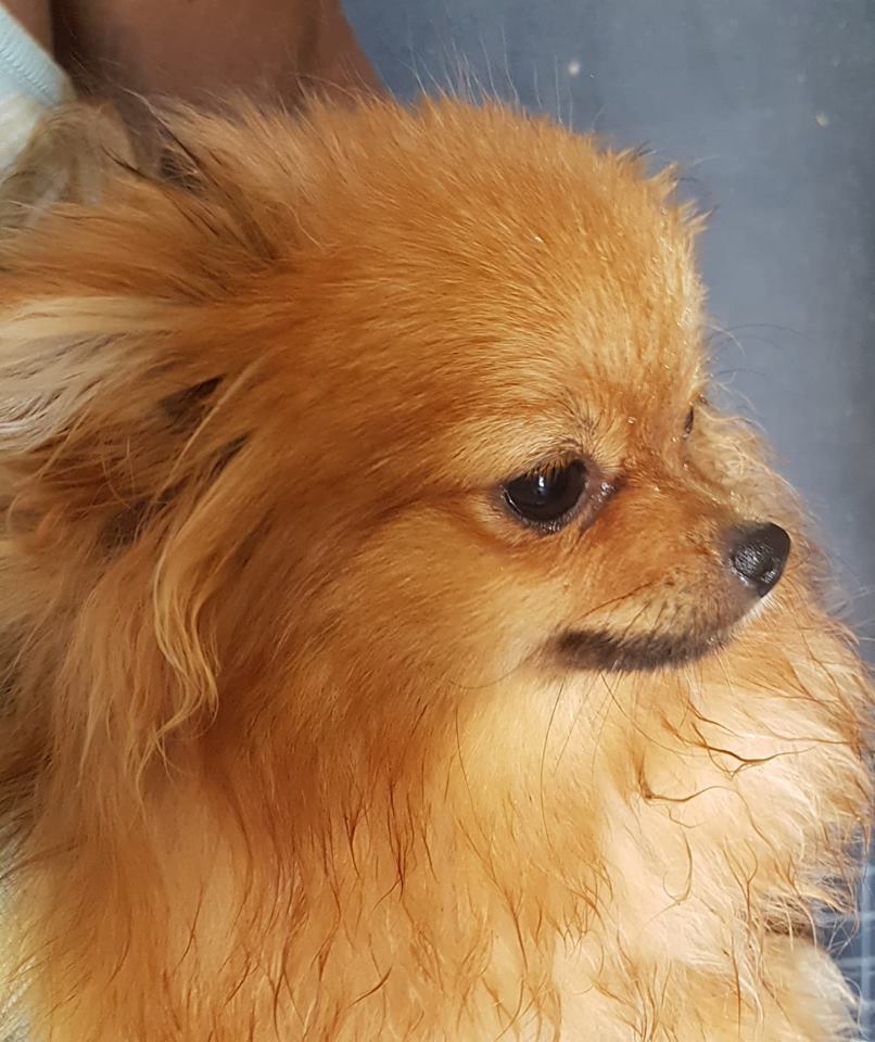 Chien Spitz allemand Nice girl Des Terres De Miss Blue