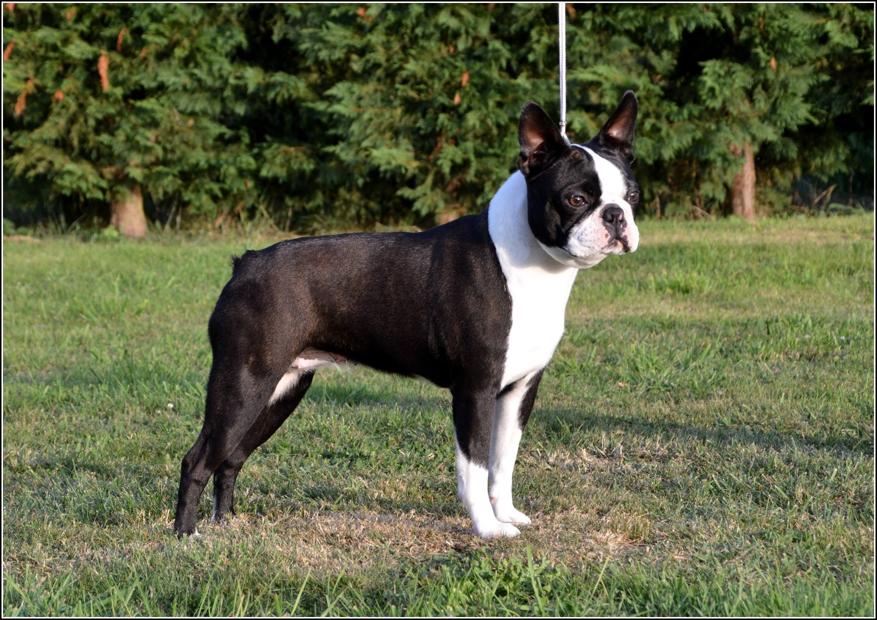 Chien Boston Terrier absolutely charming A starry night