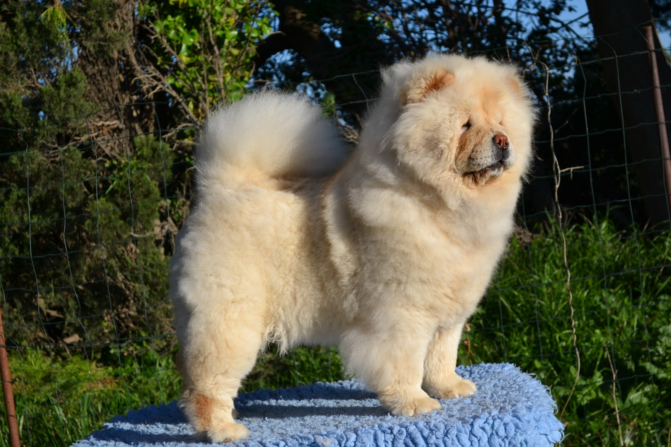 Chien Chow Chow Smoothies Naomi la suntuosa