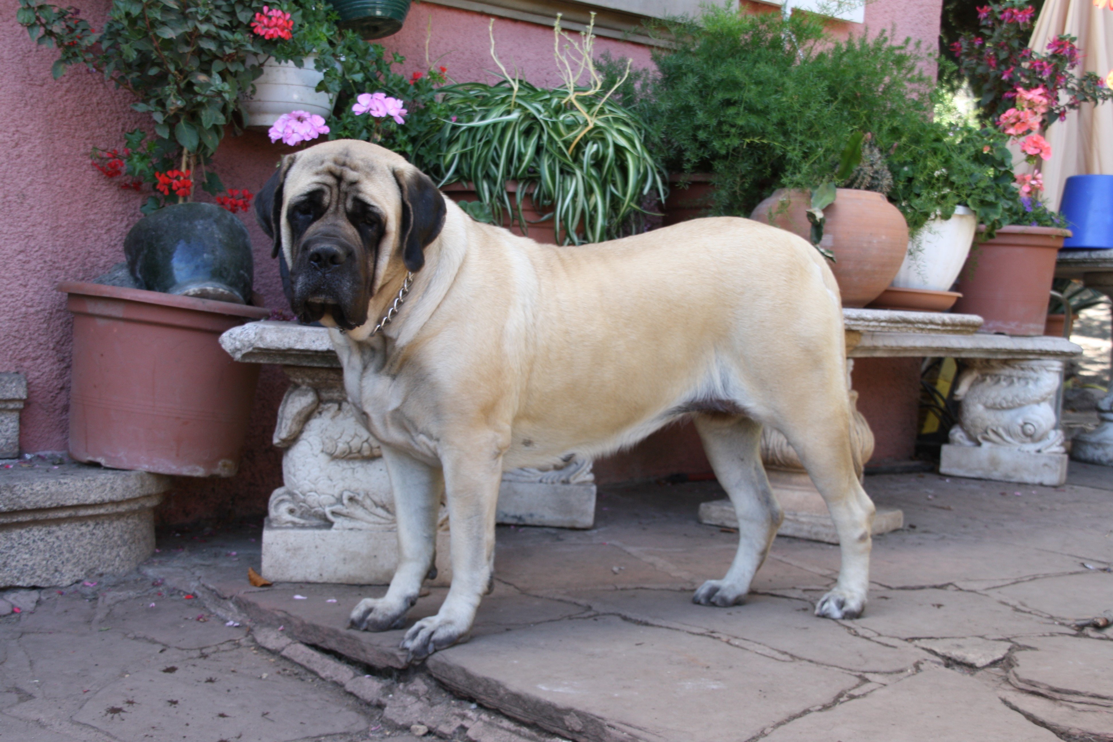 Chien Mastiff CH. Leonie-löwenherz De La Villa Bel Air