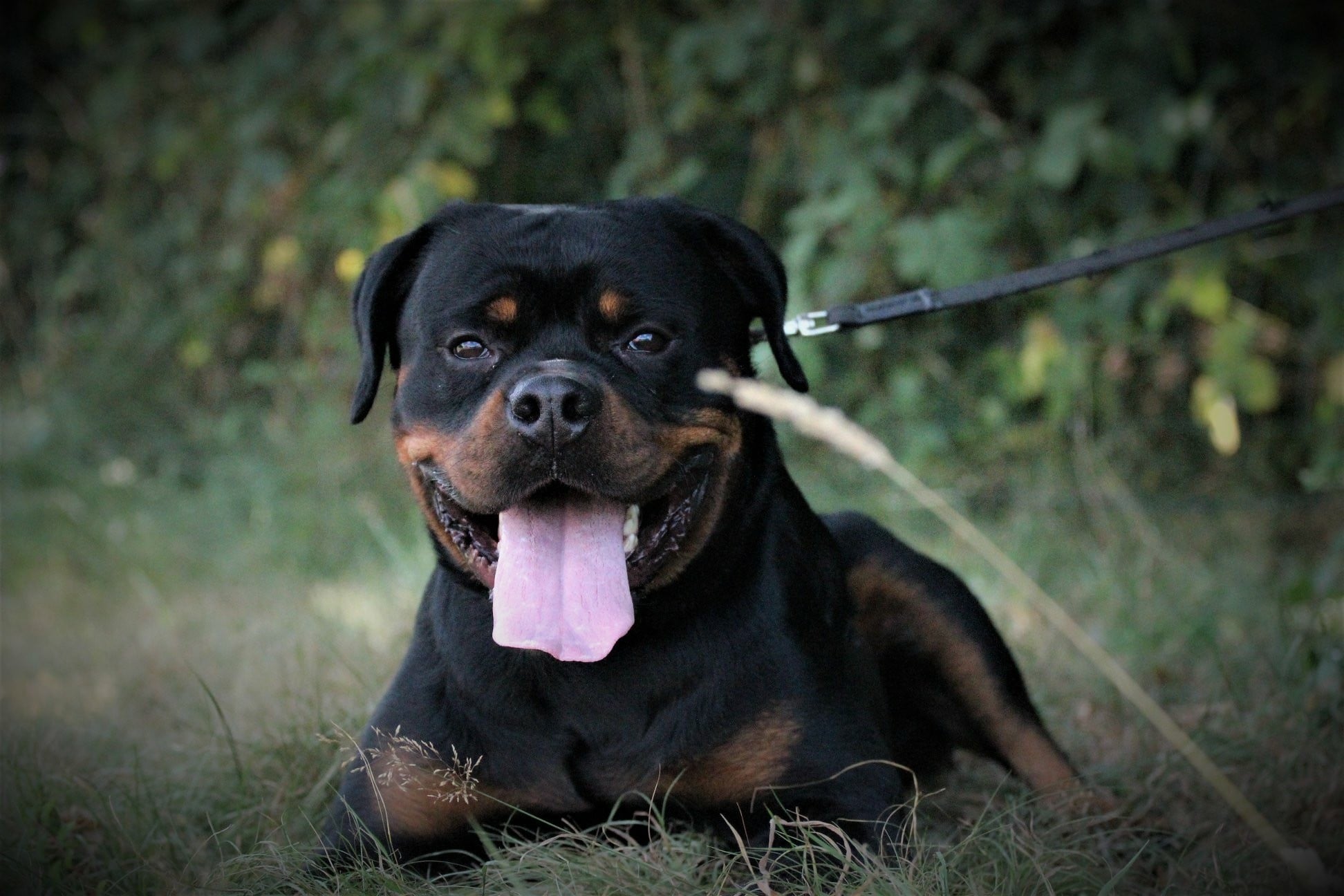 Chien Rottweiler Malcolm des Espoirs de Wallieux