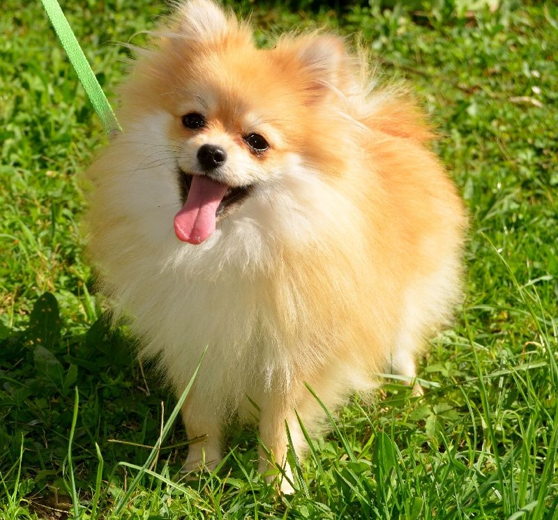 Accueil - Elevage Des Petits Cigalous - eleveur de chiens Spitz allemand