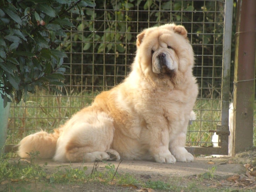 Chien Chow Chow Jelan du lee dou des thitounes