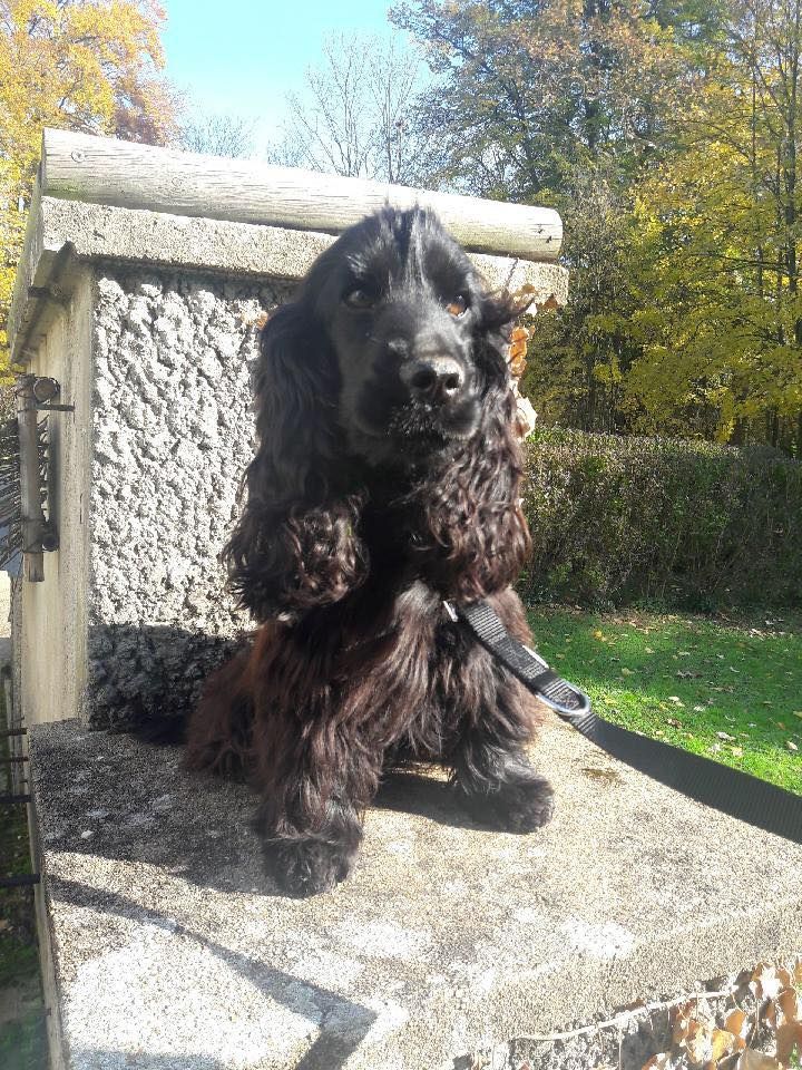 Chien Cocker Spaniel Anglais Lollypop rock de Cibeins