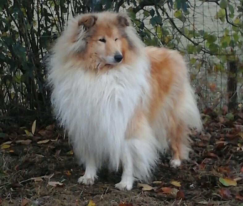 Chien Colley à poil long Ioda on my mind of River Tweed