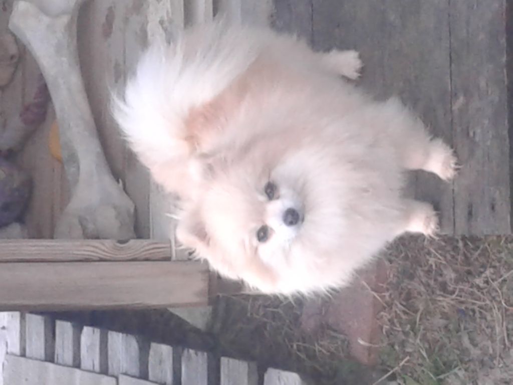 Chien Spitz allemand game time Princess