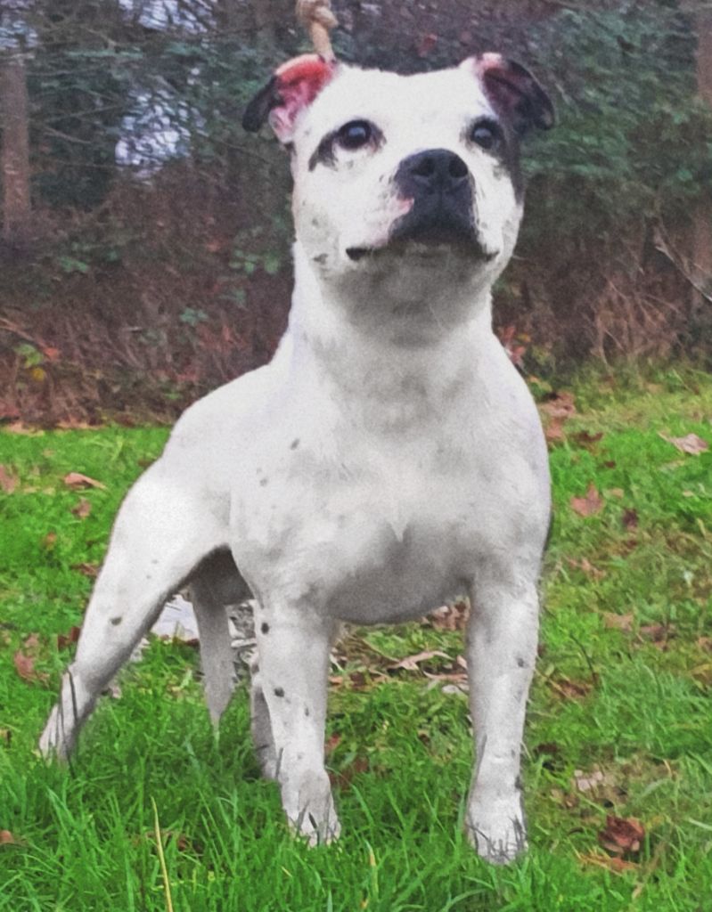 Chien Staffordshire Bull Terrier Linux extra white Black Bulldiamonds