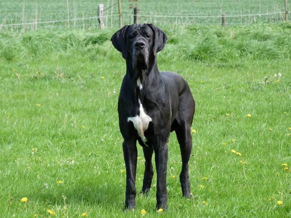 Chien Dogue allemand Lucius Des Comtés Séquanes