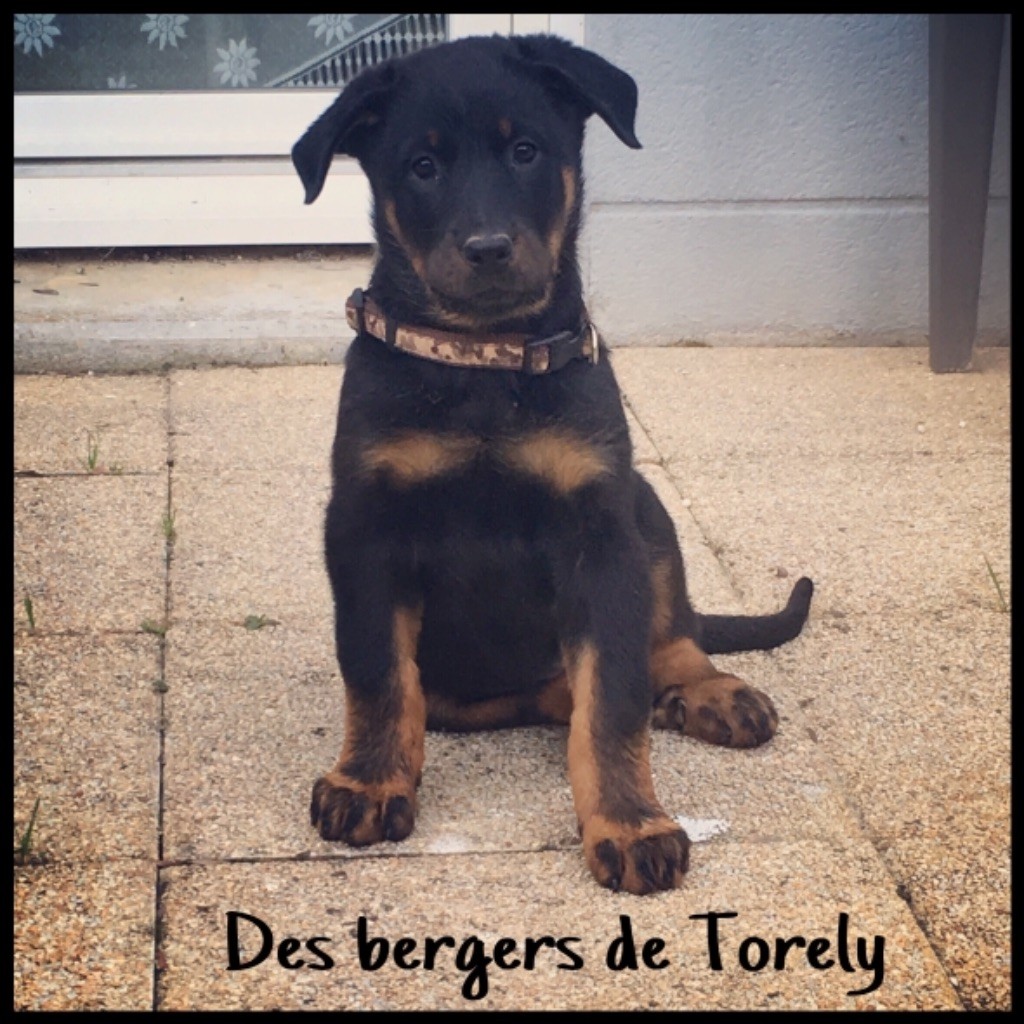 Chien Berger de Beauce Ojita De La Lagune De Montdesir