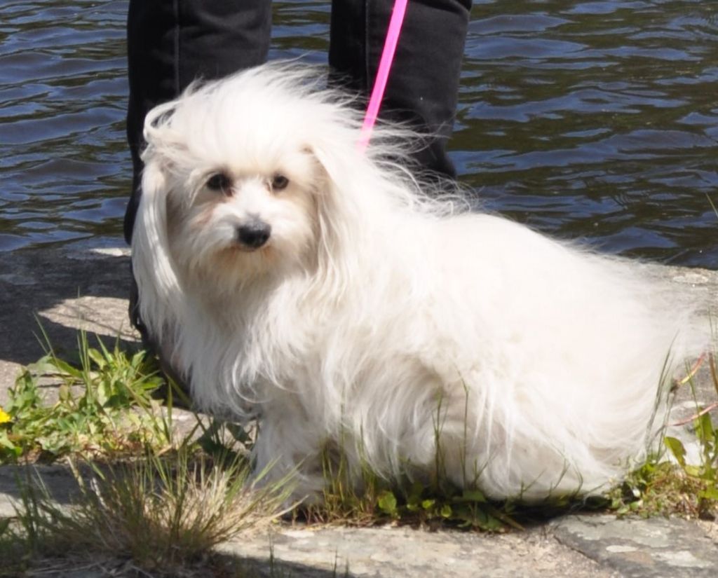 Chien Coton de Tulear Merveille de la Forêt du Kranou