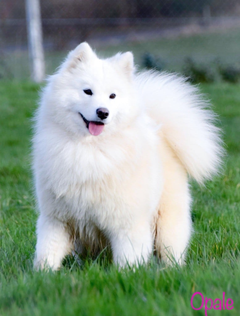 Chien - Elevage familial chiens samoyedes of Snow Yanola - eleveur de ...