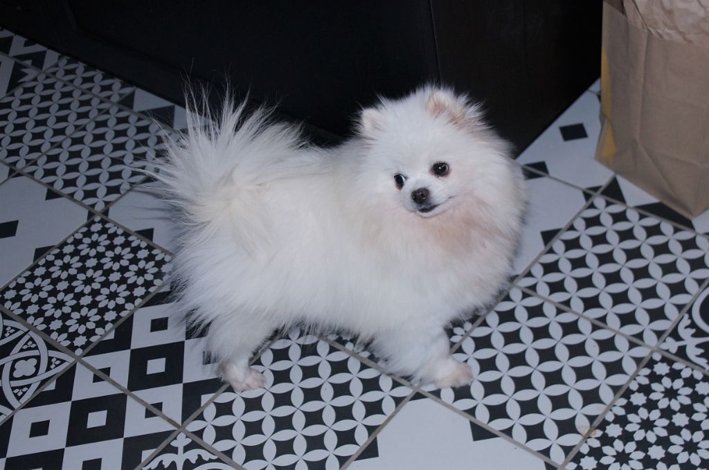 Chien Spitz allemand new's Molly