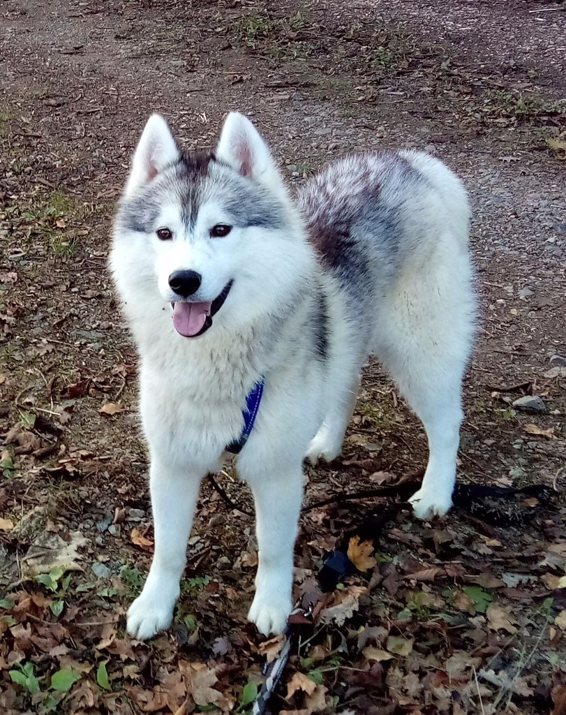 Chien Siberian Husky Pearl (Sans Affixe)