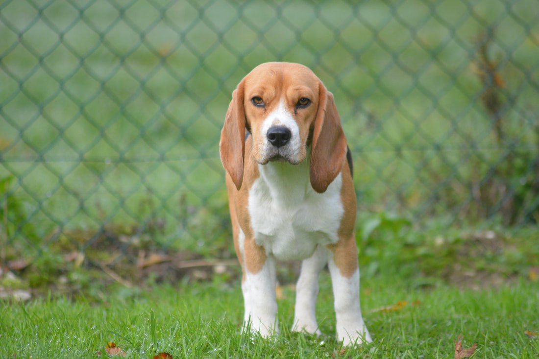 Chien Beagle Macha De La Voix Du Der