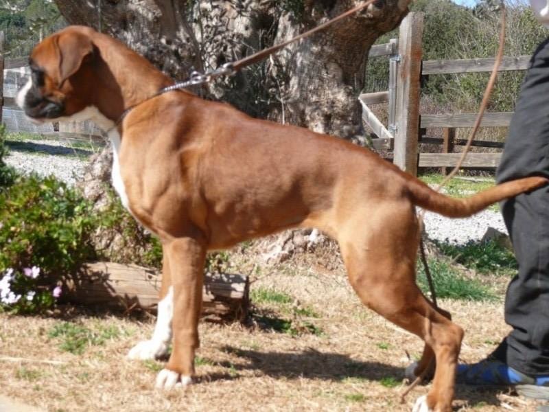 Chien Boxer L'histoire du Val D'Europe