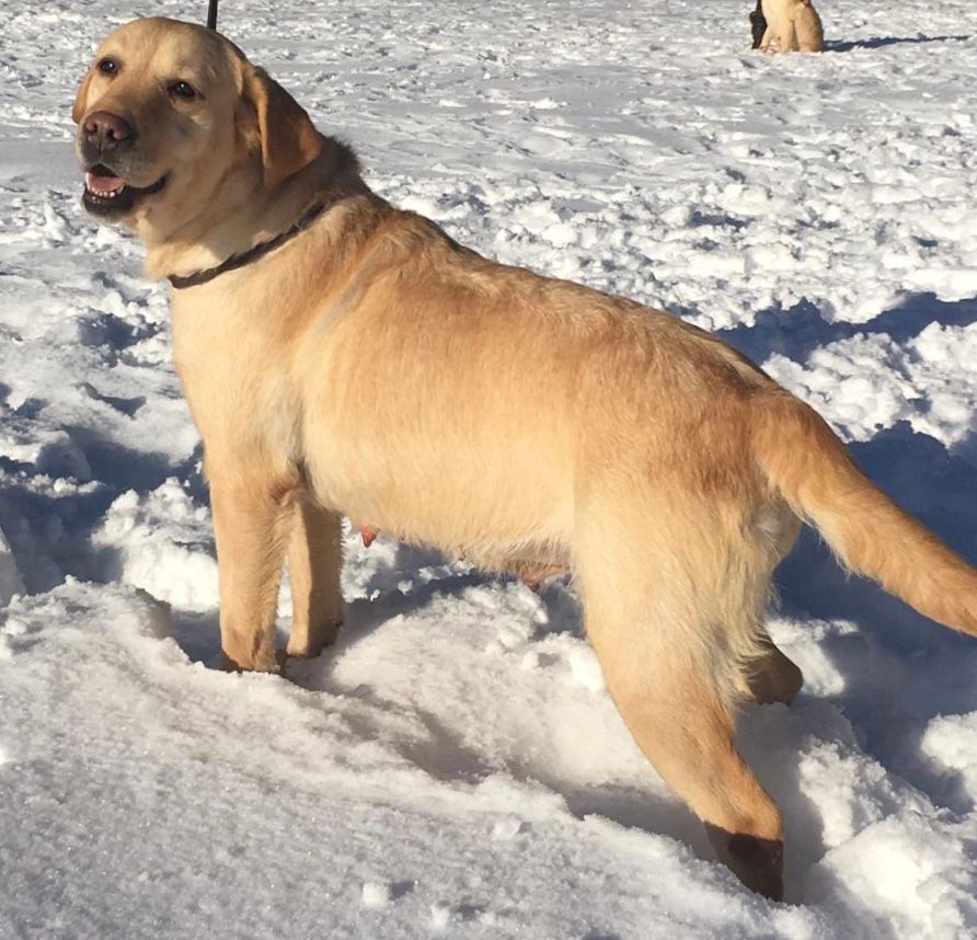 Chien Labrador Retriever Lola of Black And Sand