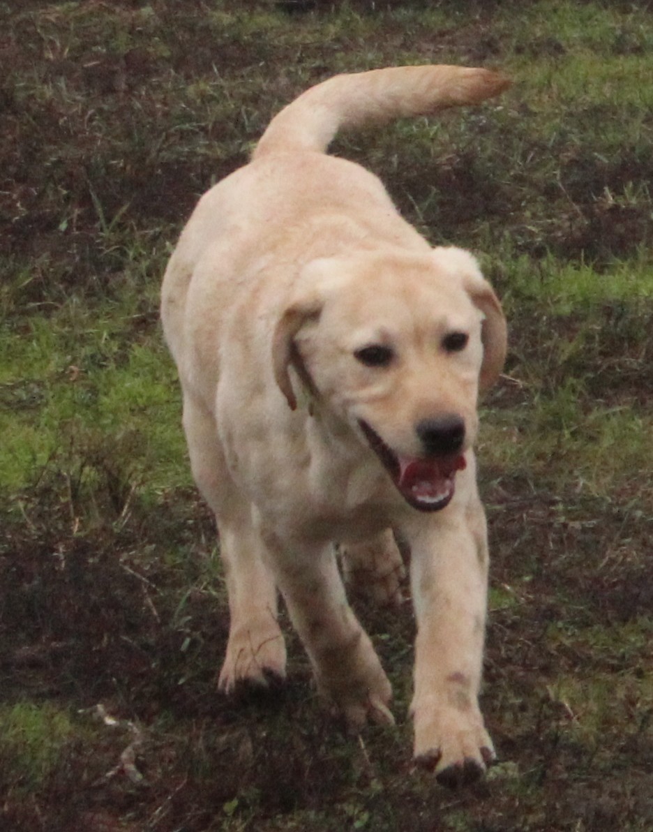 Chien Labrador Retriever Okapi du domaine de luard