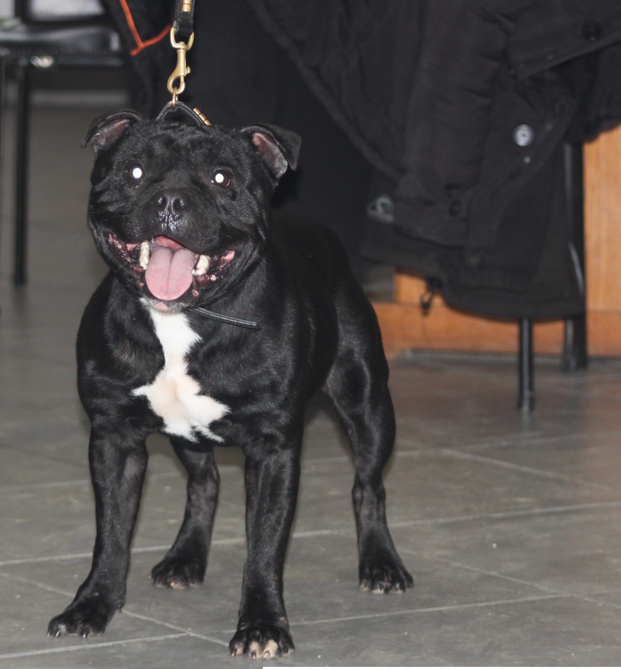 Accueil - Elevage Of Black Lovely Staffie - eleveur de chiens ...