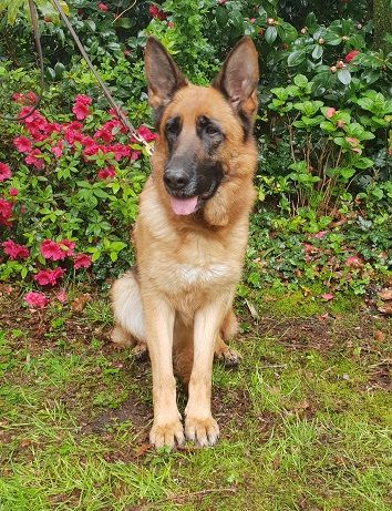 Chien Berger Allemand Lesly des Hauts de Fontaine