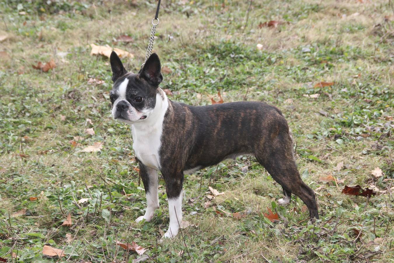 Chien Boston Terrier Virginia for roterr griff