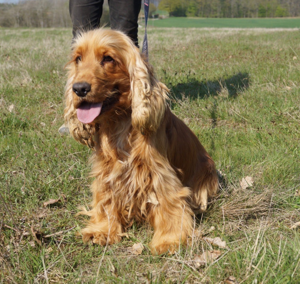 Chien Cocker Spaniel Anglais Margotte de la Gabrière