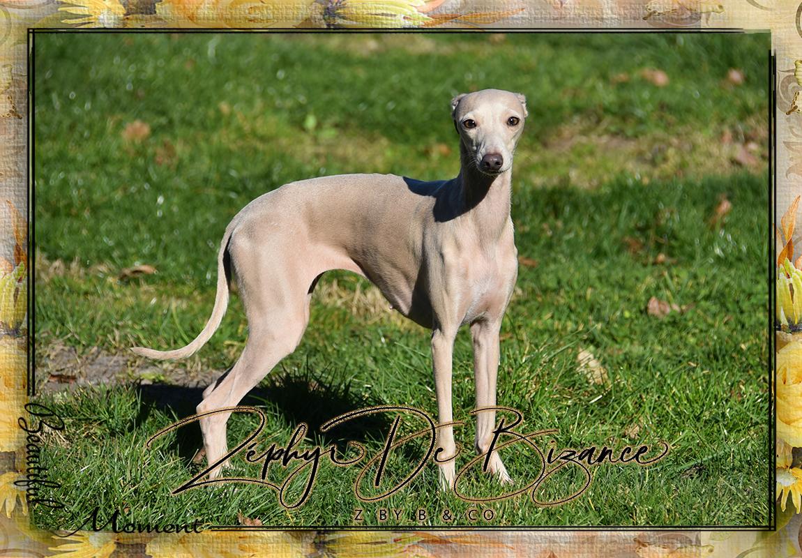 Chien - Elevage des tendres calins - eleveur de chiens Petit Lévrier ...