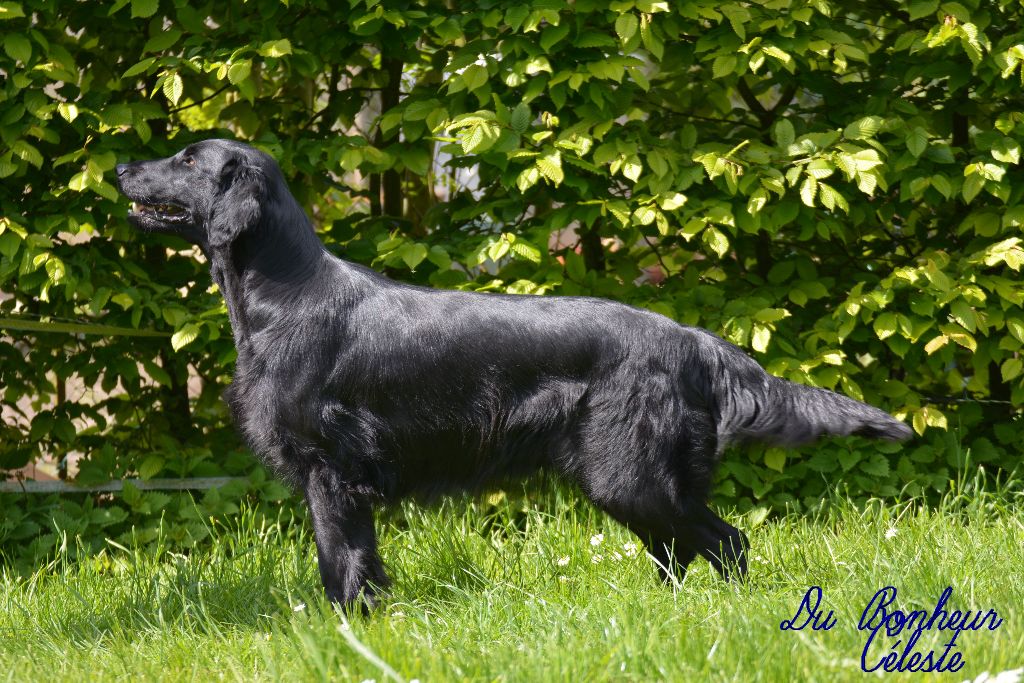 Chien Flat Coated Retriever CH. Lovely star du bonheur celeste