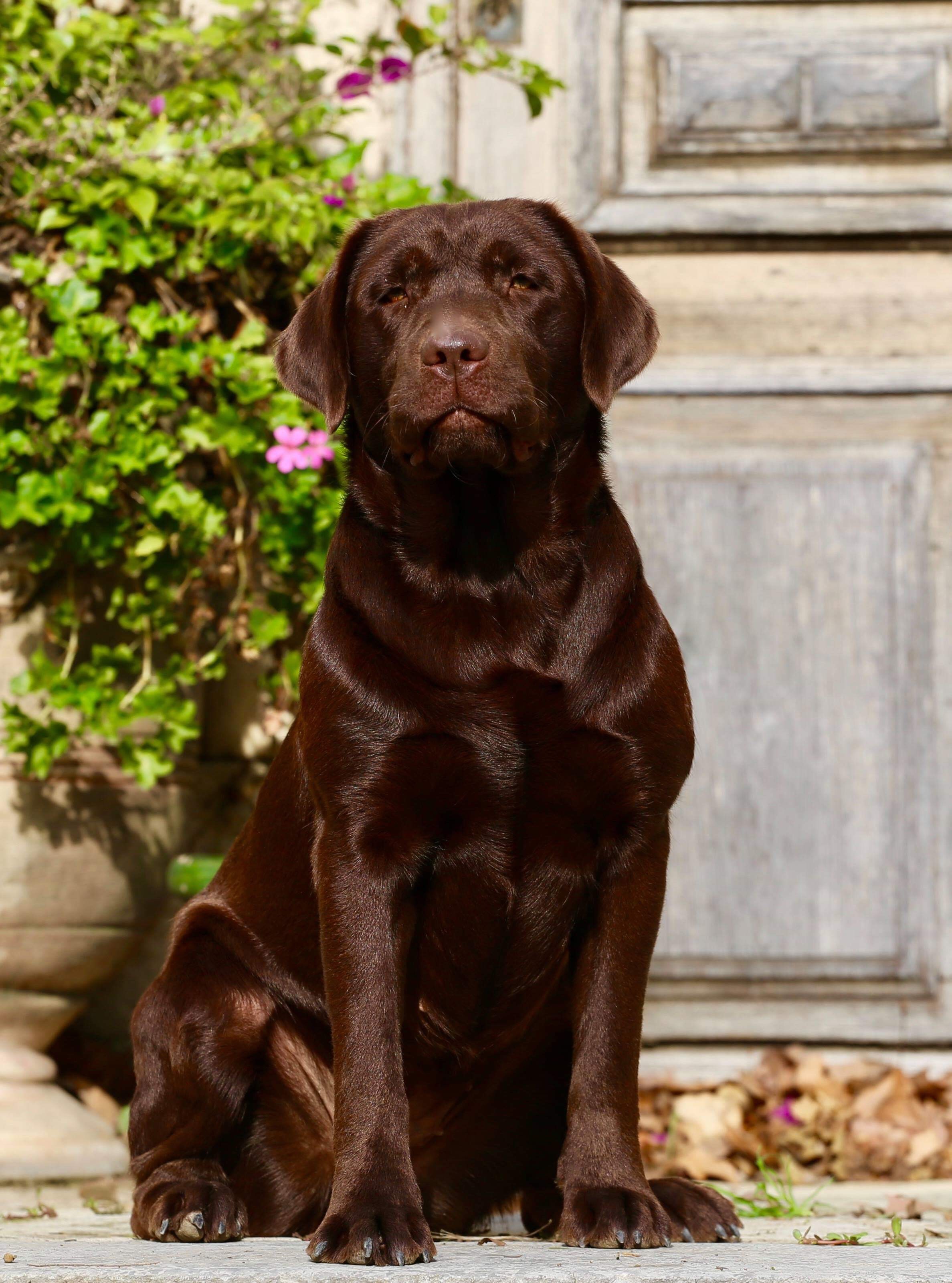 Chien Labrador Retriever Naya domitia