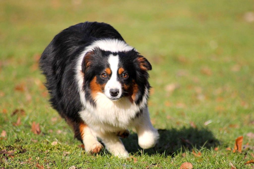 Chien - Elevage Du Domaine Des Belles Aubois - eleveur de chiens Mini ...